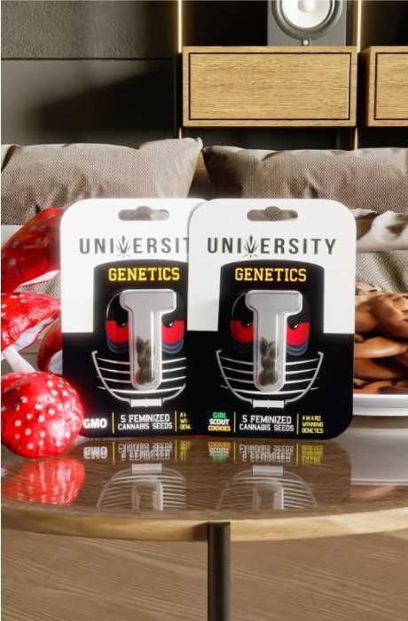 Premium THC, Seeds, Gummies & Mushrooms - Trap University