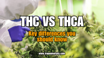 🌿 THC vs THCA: Key Differences and Effects Explained - Trap University